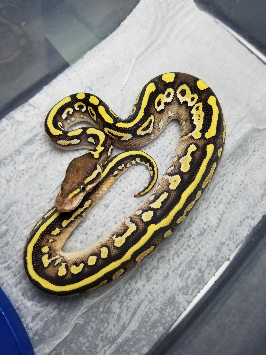 Volta Offspring Ball Python by The ReptiRanch - MorphMarket