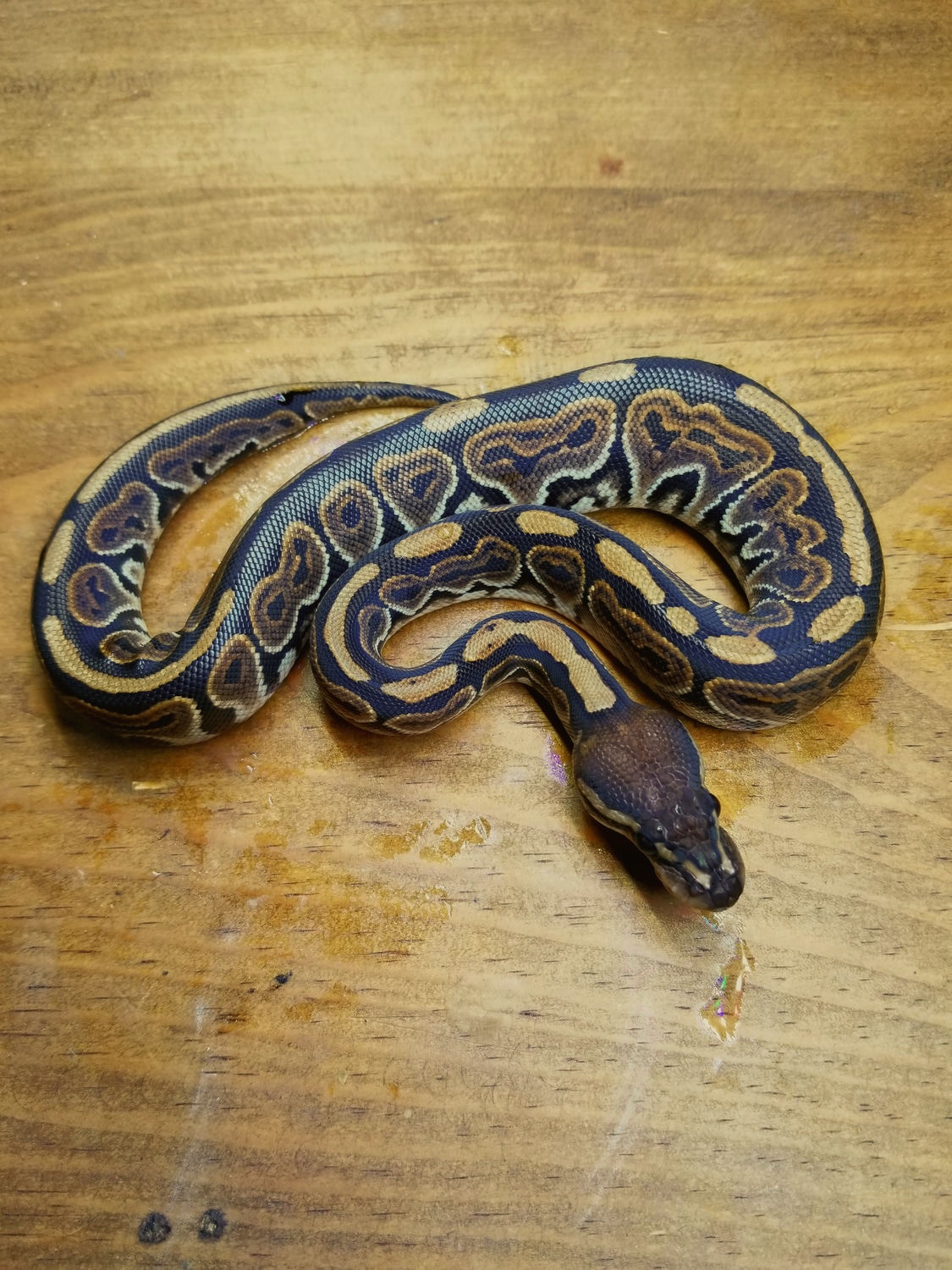 Black Pastel Pos Het Hypo, Clown Ball Python by The ReptiRanch ...