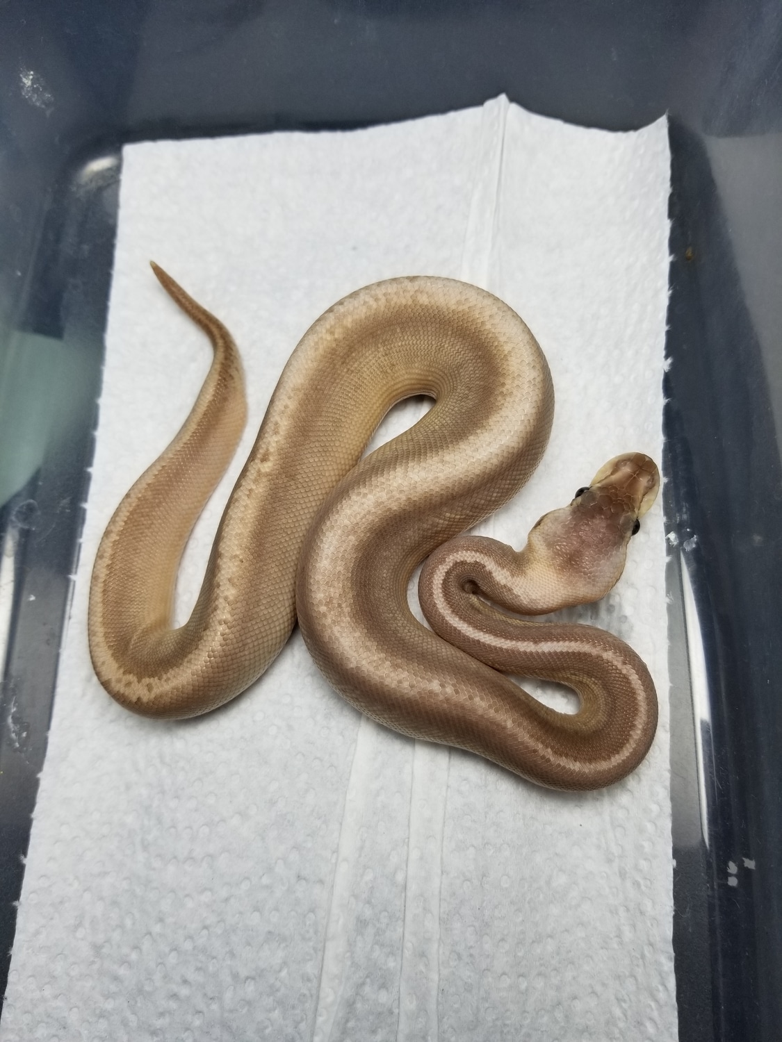 Black Pastel, Mojave, Pinstripe, YB, Ghost, Het Clown+ X Super Pastel+ ...