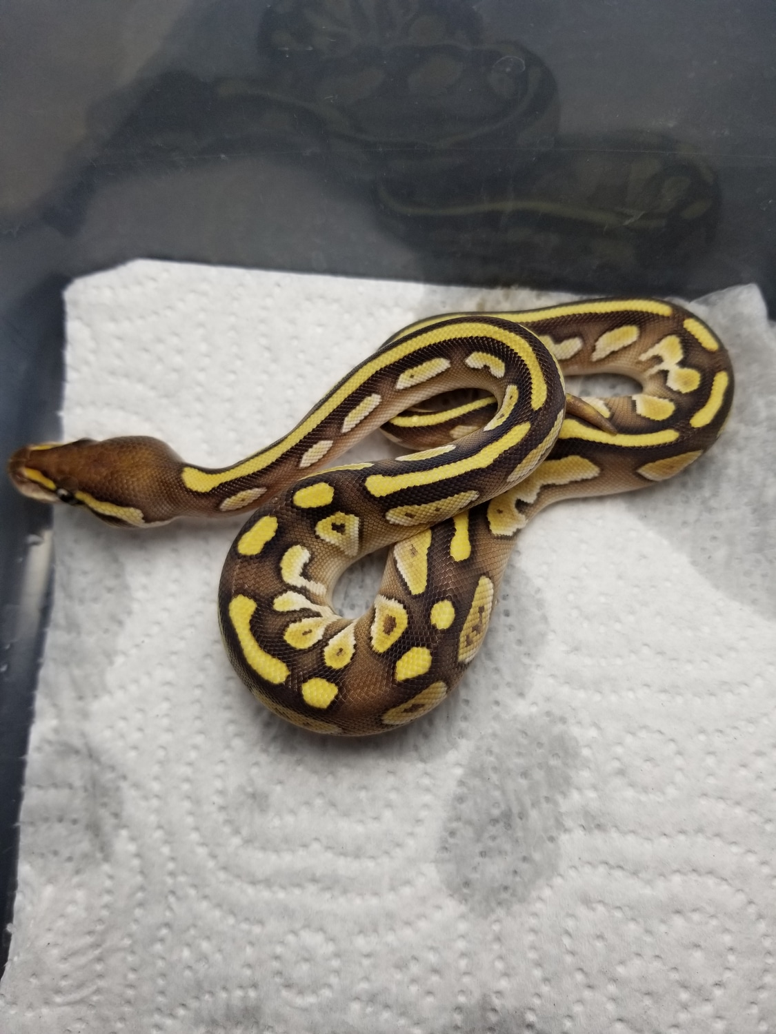 Volta Offspring Ball Python By The Reptiranch Morphmarket