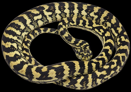 Female Jungle Carpet Jungle Carpet Python by The ReptiRanch