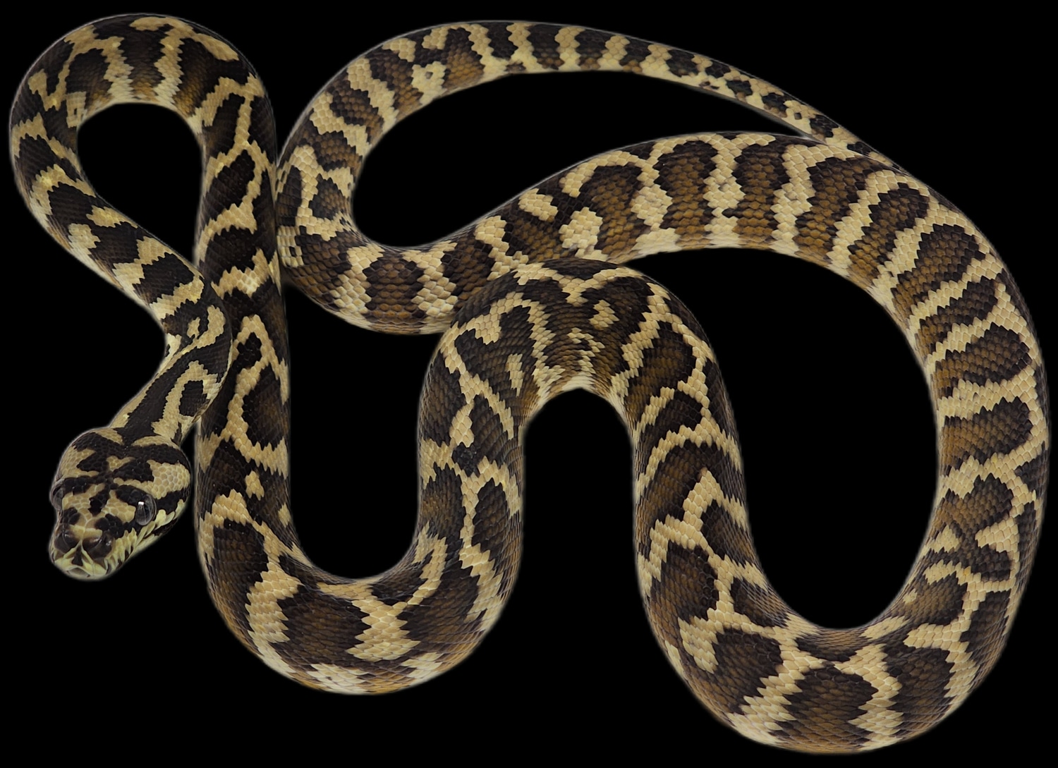 Irian Jaya