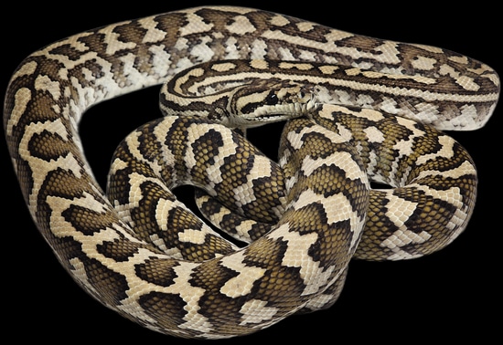 Adult Julatten Carpet Python Irian Jaya Carpet Python by The ReptiRanch