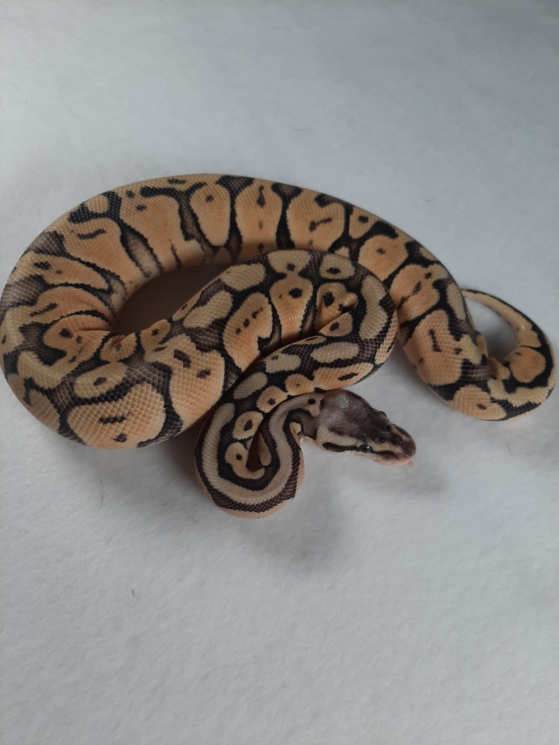 Super Pastel Ball Python by Snizards! - MorphMarket