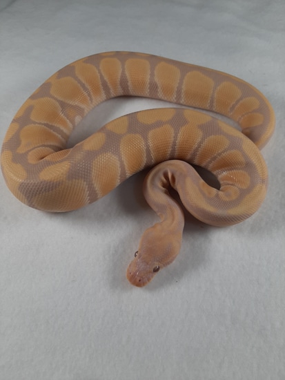 Toffino Ball Python by Snizards!