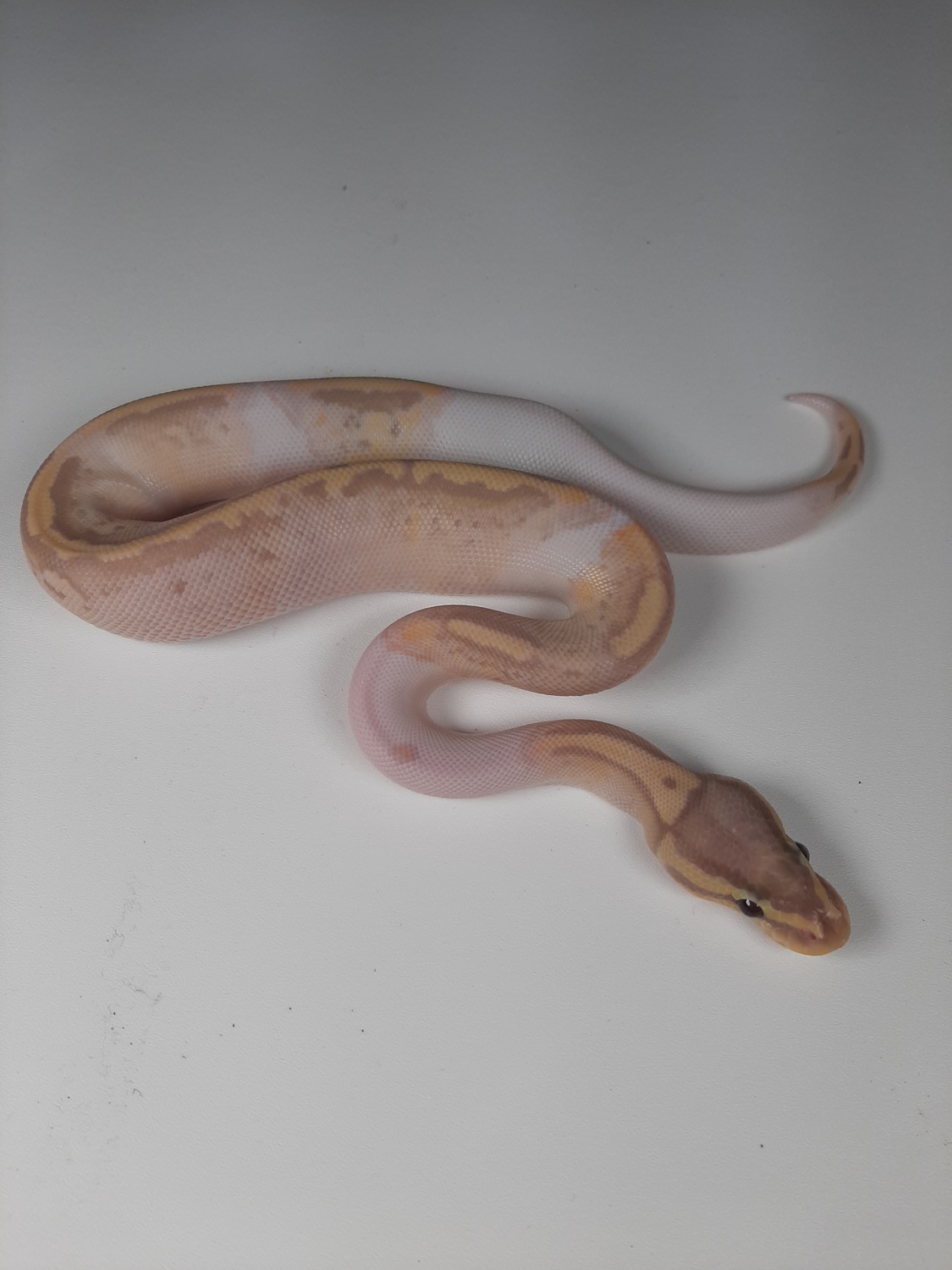 Banana Pastel Piebald Ball Python by Snizards! - MorphMarket