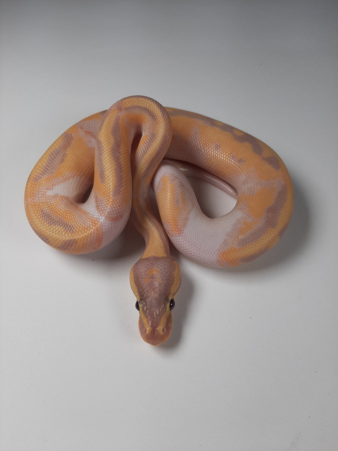 Banana Piebald Ball Python by Snizards! - MorphMarket