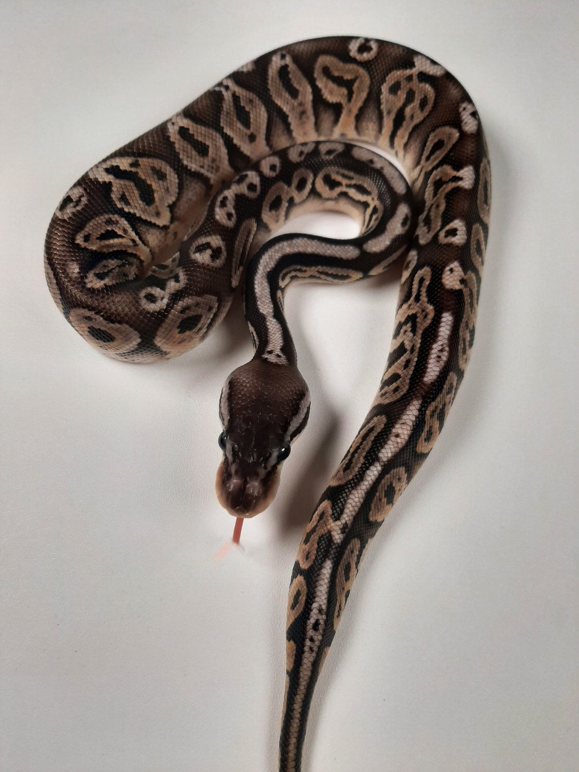 Black Pewter Ball Python by Snizards! - MorphMarket