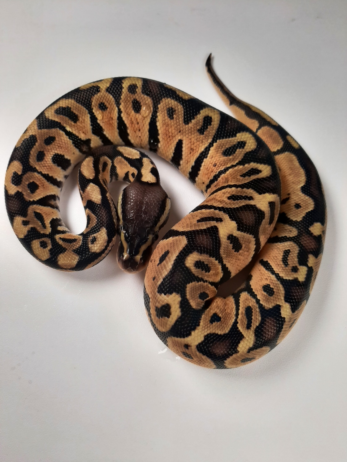 Pastel Ball Python by Snizards! - MorphMarket