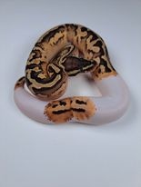 Female Piebald (Emoji) Ball Python by Snizards! - MorphMarket