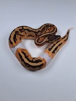 Female Piebald Ball Python by Snizards! - MorphMarket