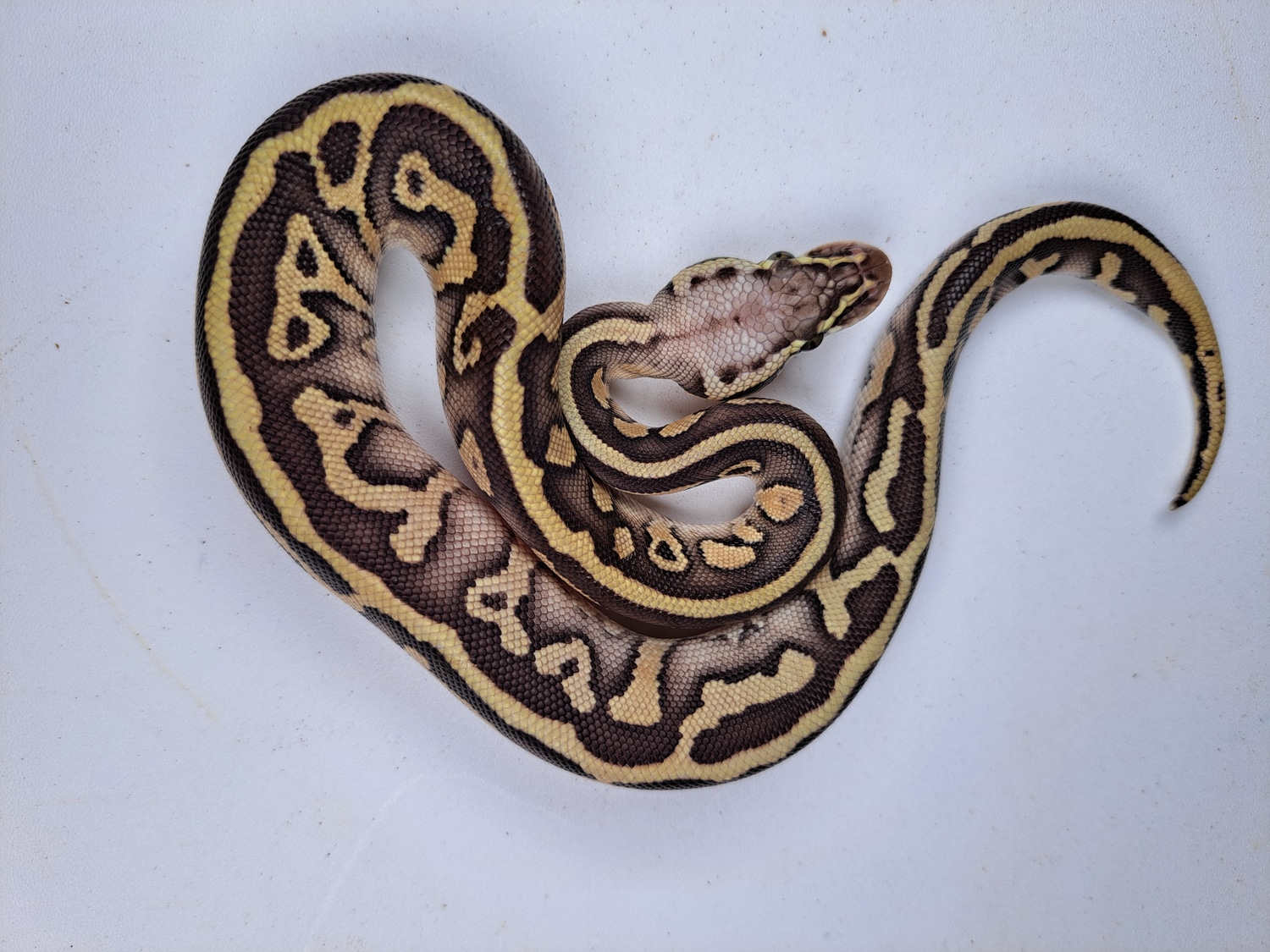 Pastel Lesser Leopard Het Clown Ball Python by Snizards! - MorphMarket