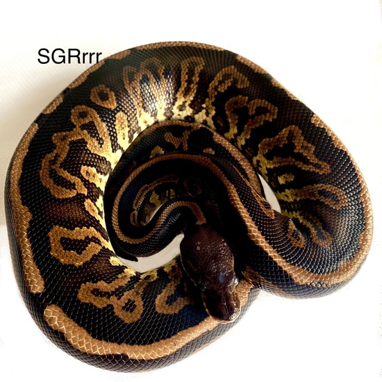 Confusion Black Pastel Ball Python by M.i. Reptiles