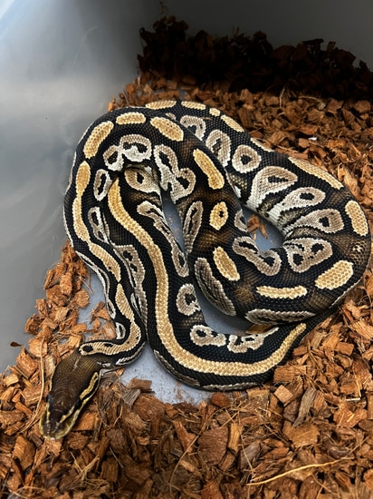 Bongo Het Clown Ball Python by M.i. Reptiles
