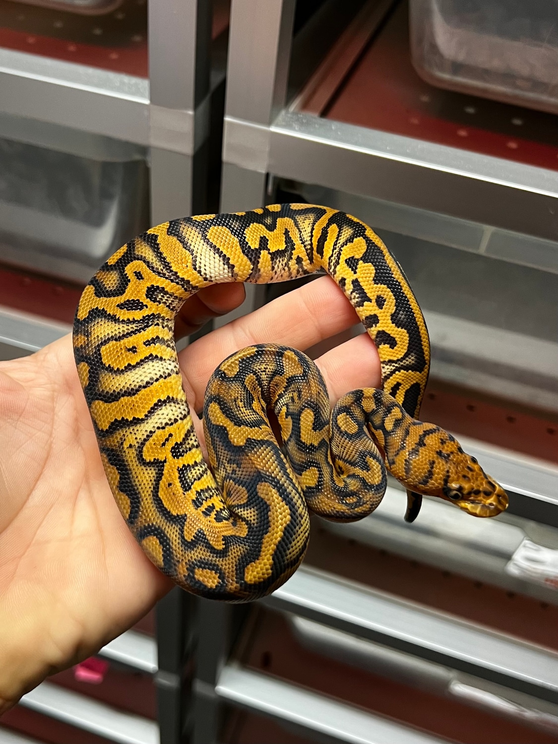 Stranger Clown Ball Python by M.i. Reptiles - MorphMarket