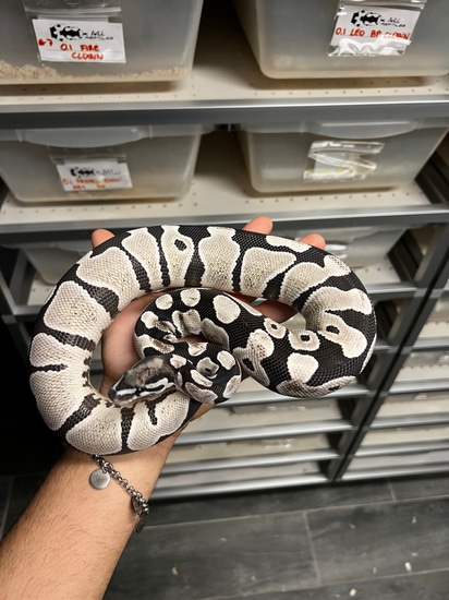 Desert Ghost Axanthic Vpi Het Clown Ball Python by M.i. Reptiles