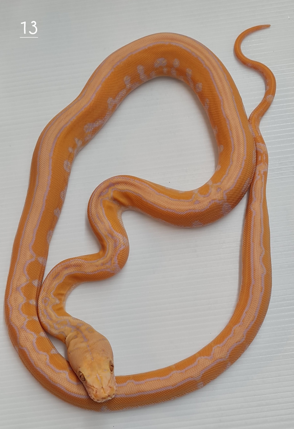Super Sunfire Marble Het Genetic Stripe Reticulated Python by Flawless ...