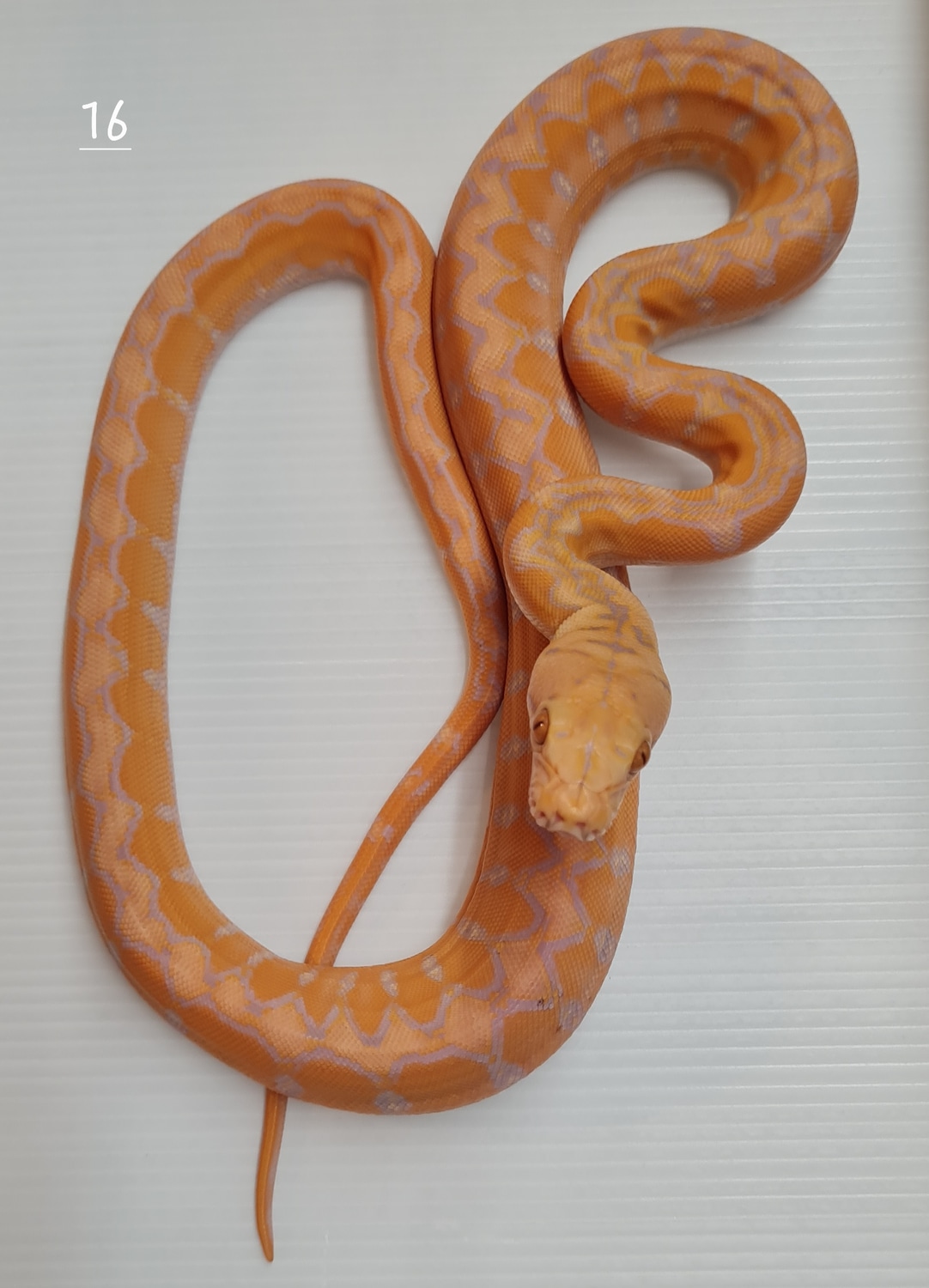 Sunfire Het Genetic Stripe Reticulated Python by Flawless Scales ...