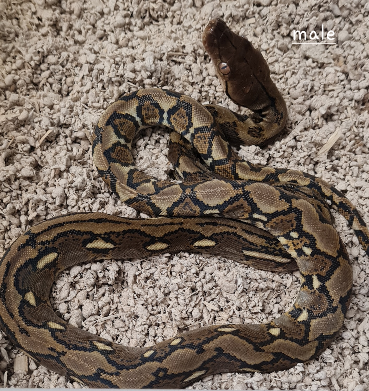 Normal Het Genetic Stripe Reticulated Python by Flawless Scales ...