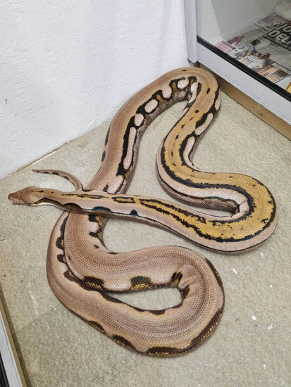 Sun Stripe Reticulated Python by Flawless Scales
