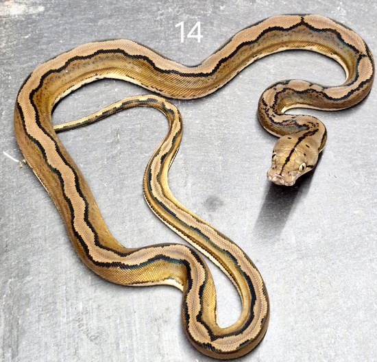 Motley Sunfire Reticulated Python by Flawless Scales