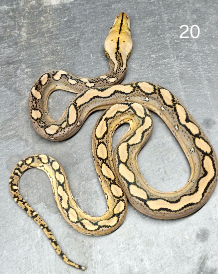 Motley Reticulated Python by Flawless Scales