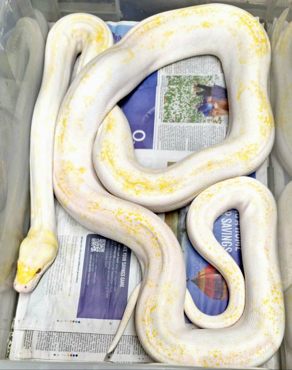 Flawless Scales's Collection - MorphMarket