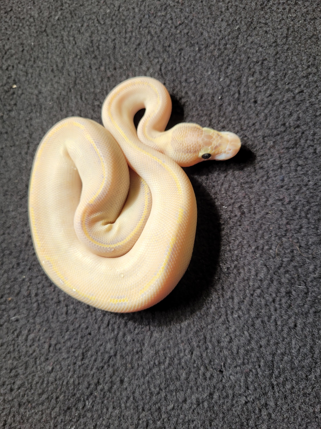 Ivory Het Piebald Ball Python by Jürgen Hochholzer - MorphMarket