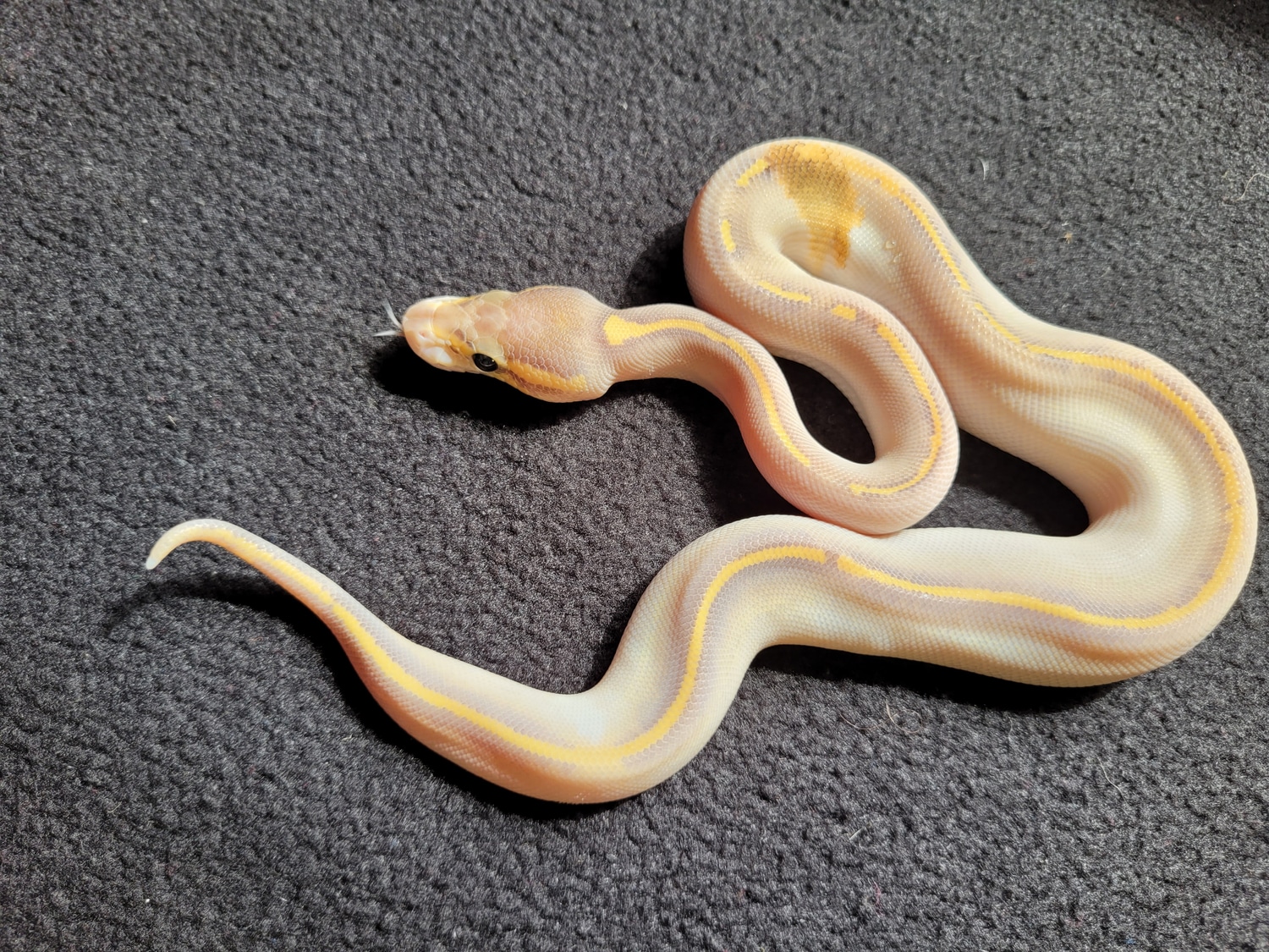 Mojave Highway Het Piebald Paradox Ball Python by Jürgen Hochholzer ...