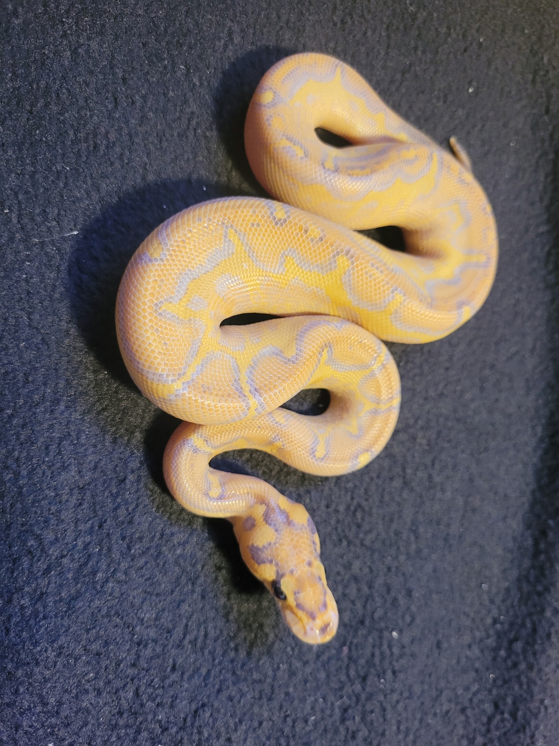 Highway Fire ? Clown Ball Python by Jürgen Hochholzer - MorphMarket