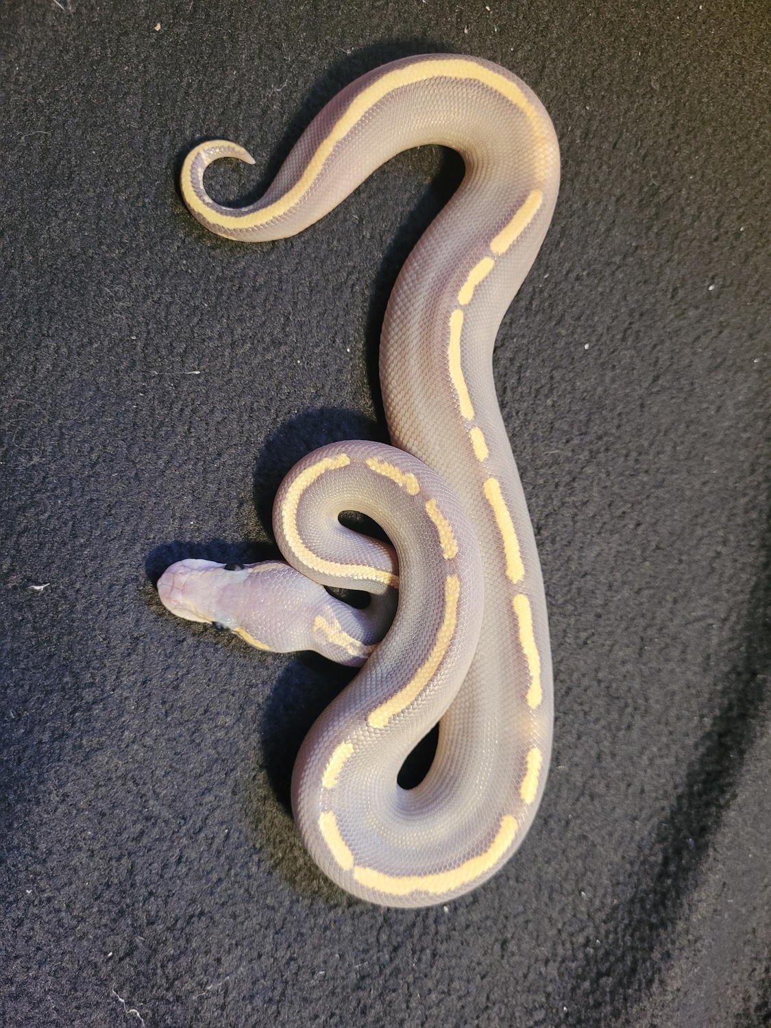 Mojave Ghi Ghost Pos Yellow Belly Ball Python by Jürgen Hochholzer ...