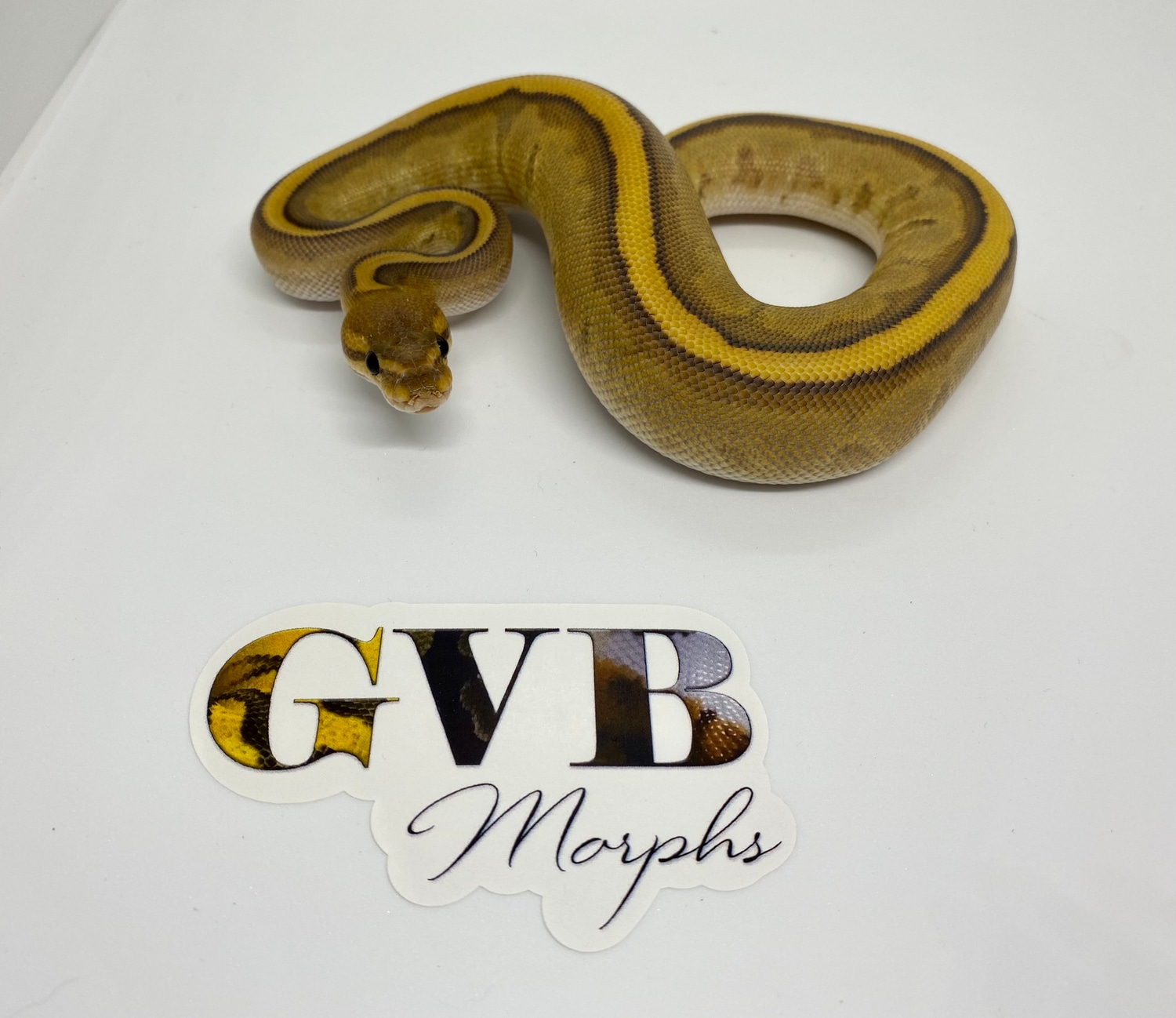 Orange Ghost G Stripe Ball Python by GVB morphs - MorphMarket