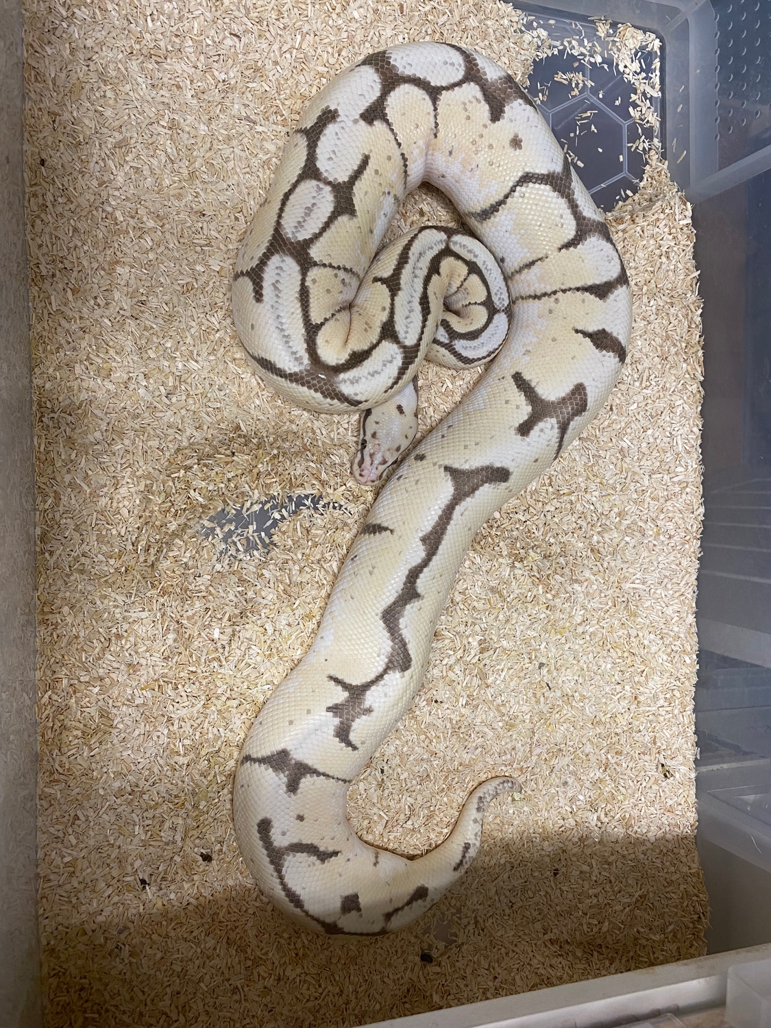 Bumblebee Desert Ghost Ball Python by GVB morphs - MorphMarket