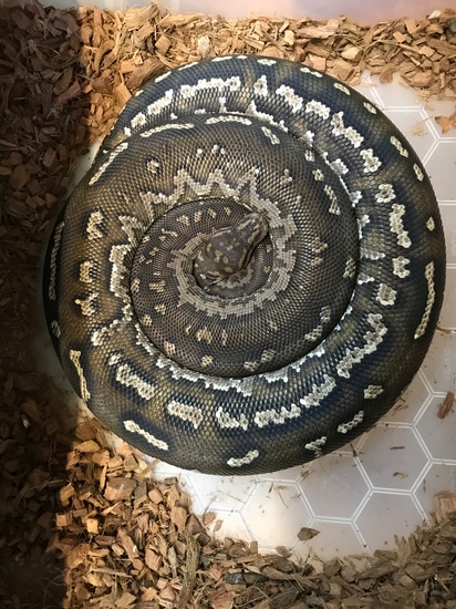 Angolan Python by GVB morphs