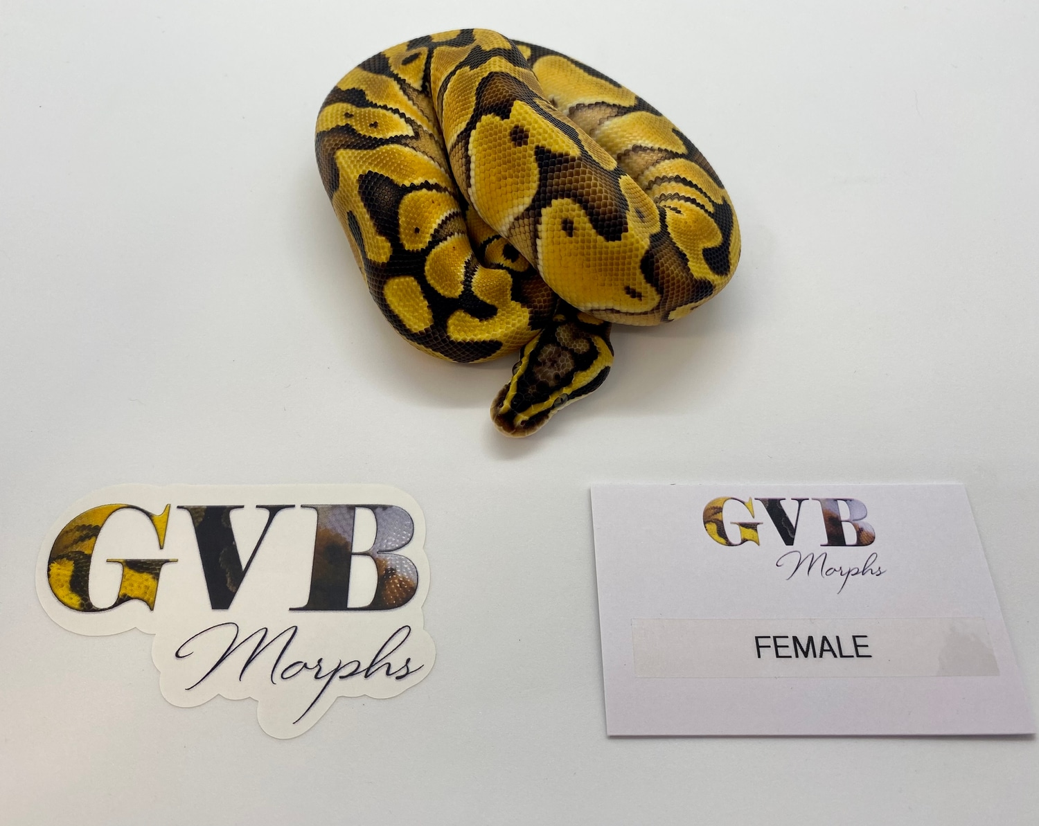 Pastel Enchi Special 100% Het Clown Ball Python by GVB morphs - MorphMarket