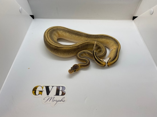 Champagne Mojave Tango Ball Python by GVB morphs