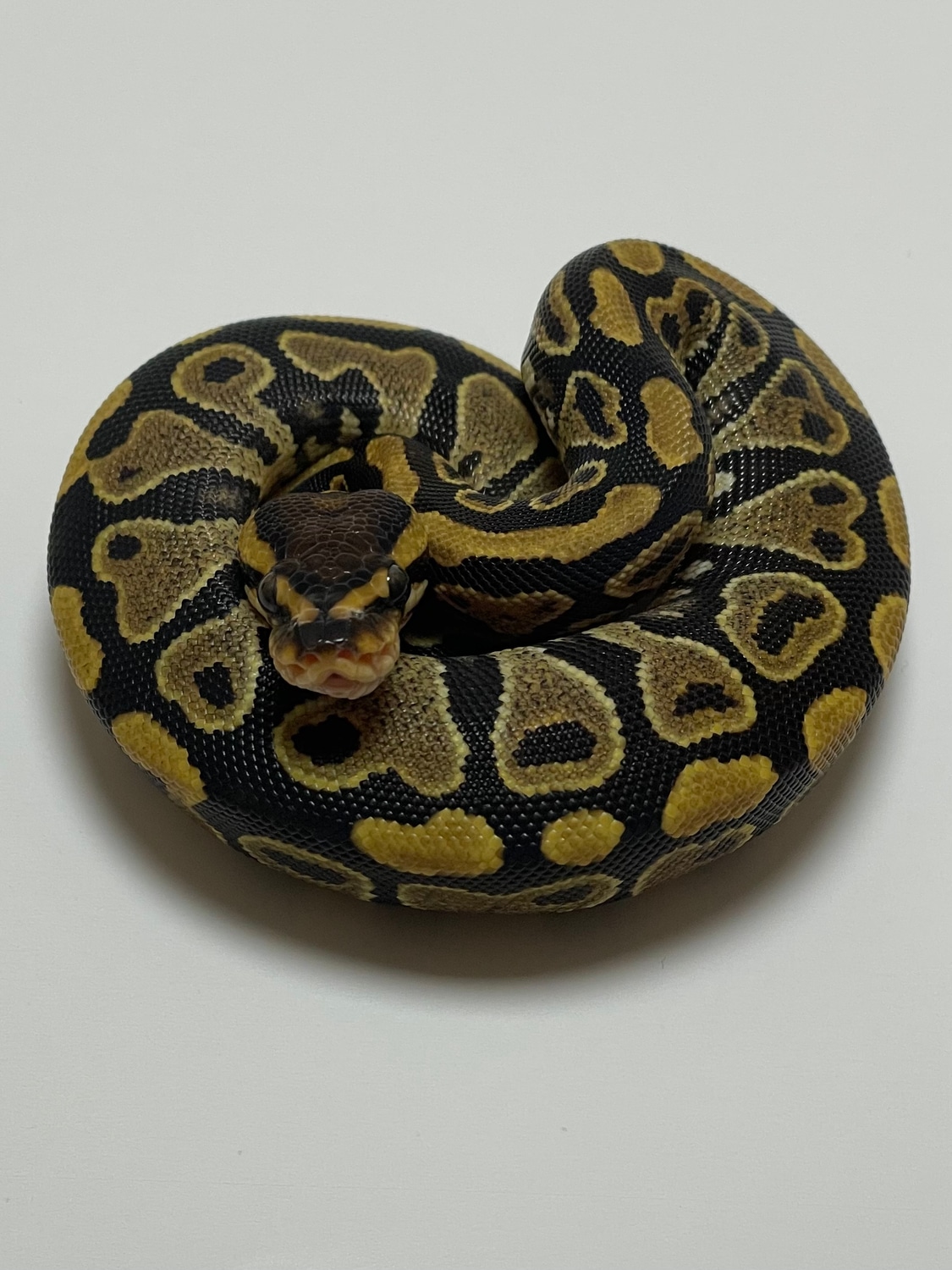 Yellow Belly Ball Python by G & S Wicked Reptiles - MorphMarket