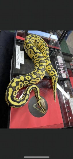 Super Pastel Cypress Ball Python by G & S Wicked Reptiles