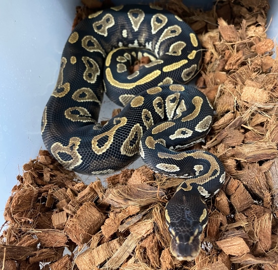 Pastel Blackhead Yellow Belly Red Gene Ringer Gene Ball Python by G & S ...