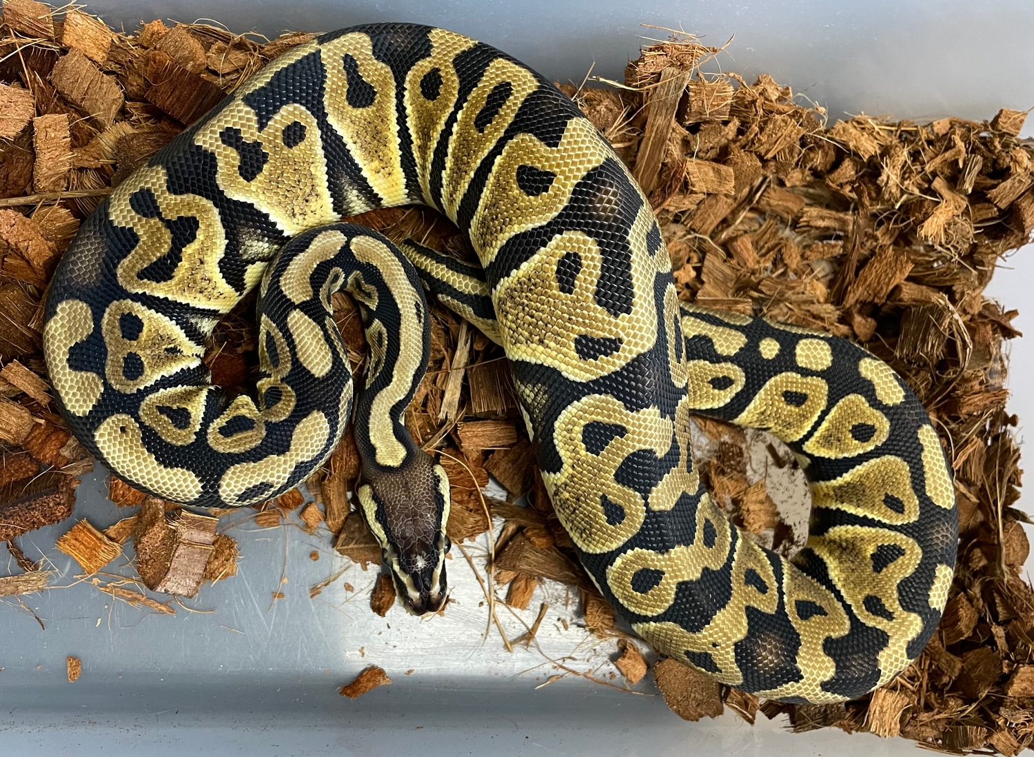 Pastel Cypress Scaleless Head Poss Het Cryptic Ball Python by G & S ...