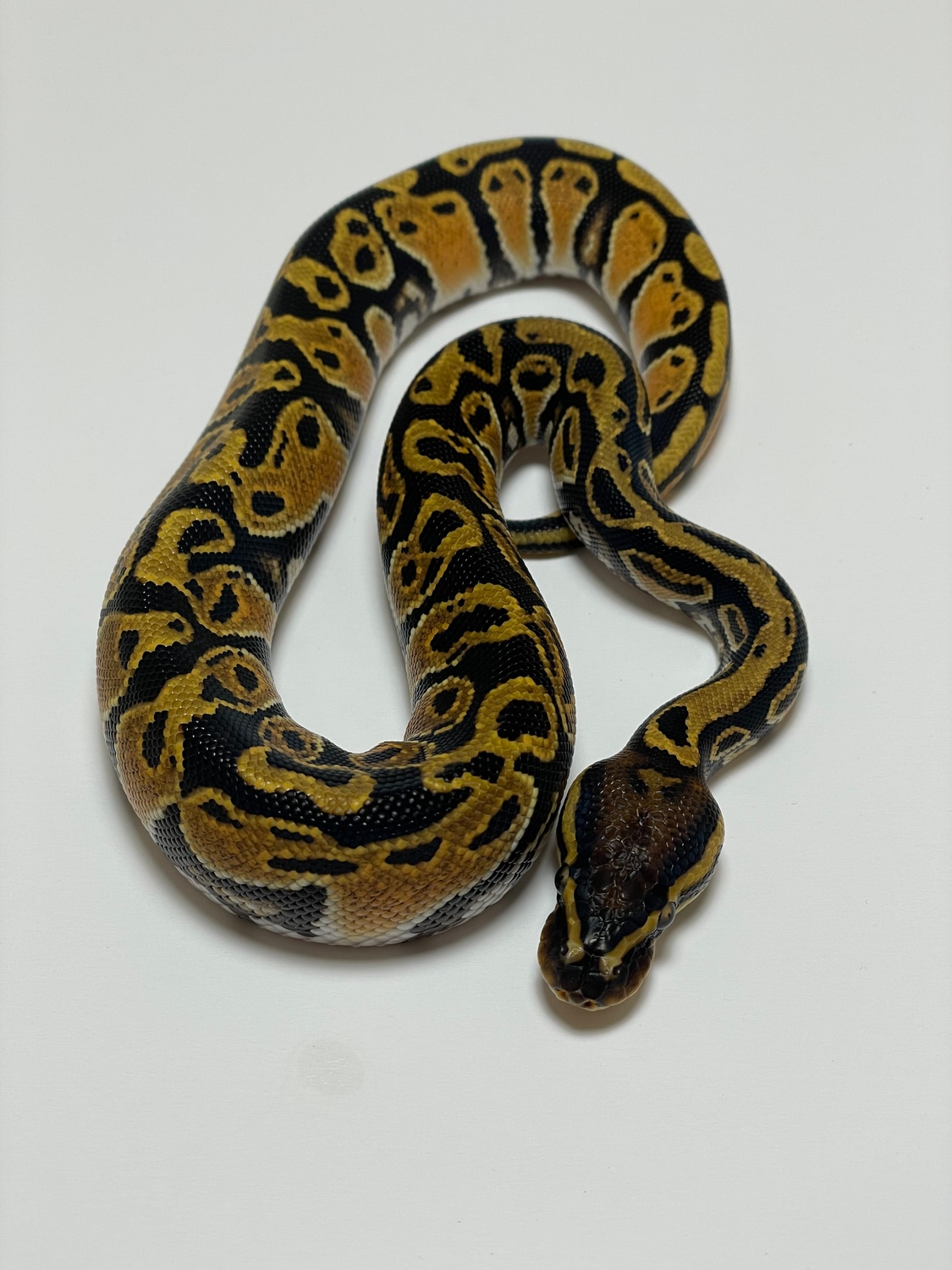 Orange Dream Trick Het Hypo Ball Python by G & S Wicked Reptiles ...
