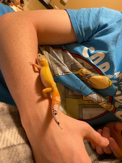 Yellow-orange Fade Leopard Gecko by Gwens Leos