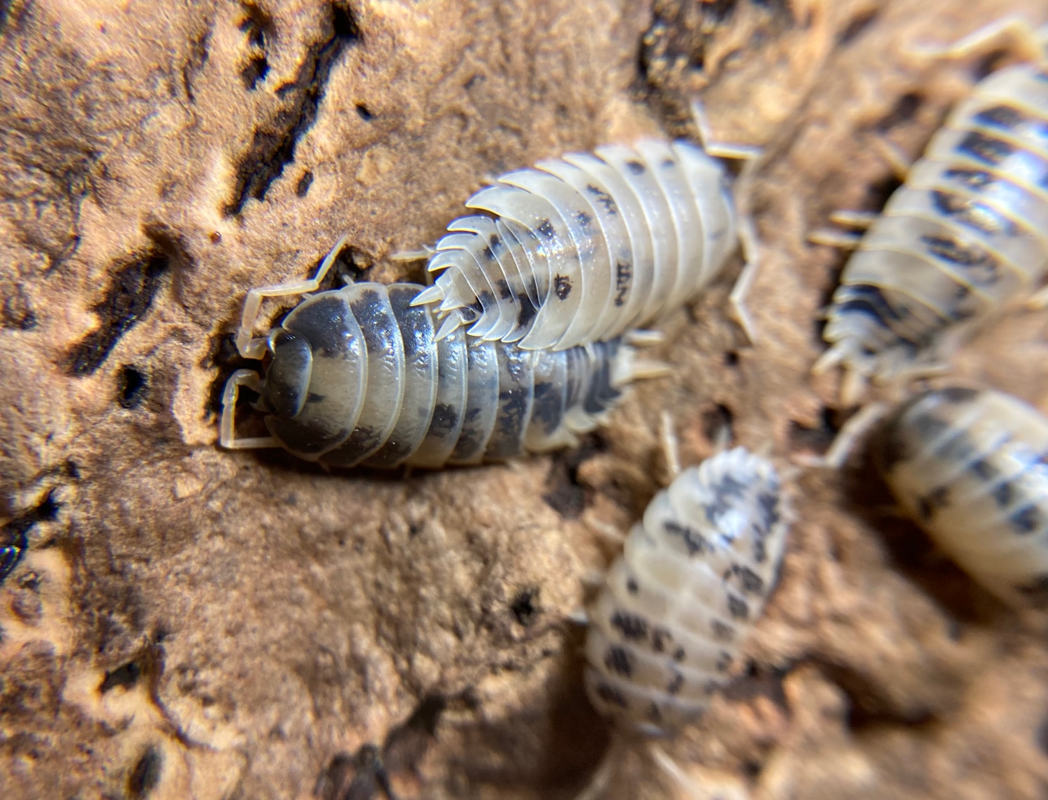 12+ "Dairy Cow" Porcellio Laevis Isopod by Amphisbaena Exotics ...