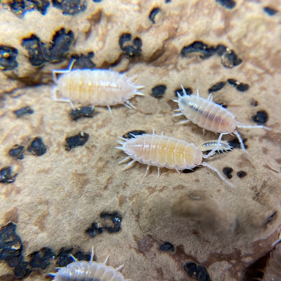 12+ White Out/Powder White Porcellionides Pruinosus Isopod by ...