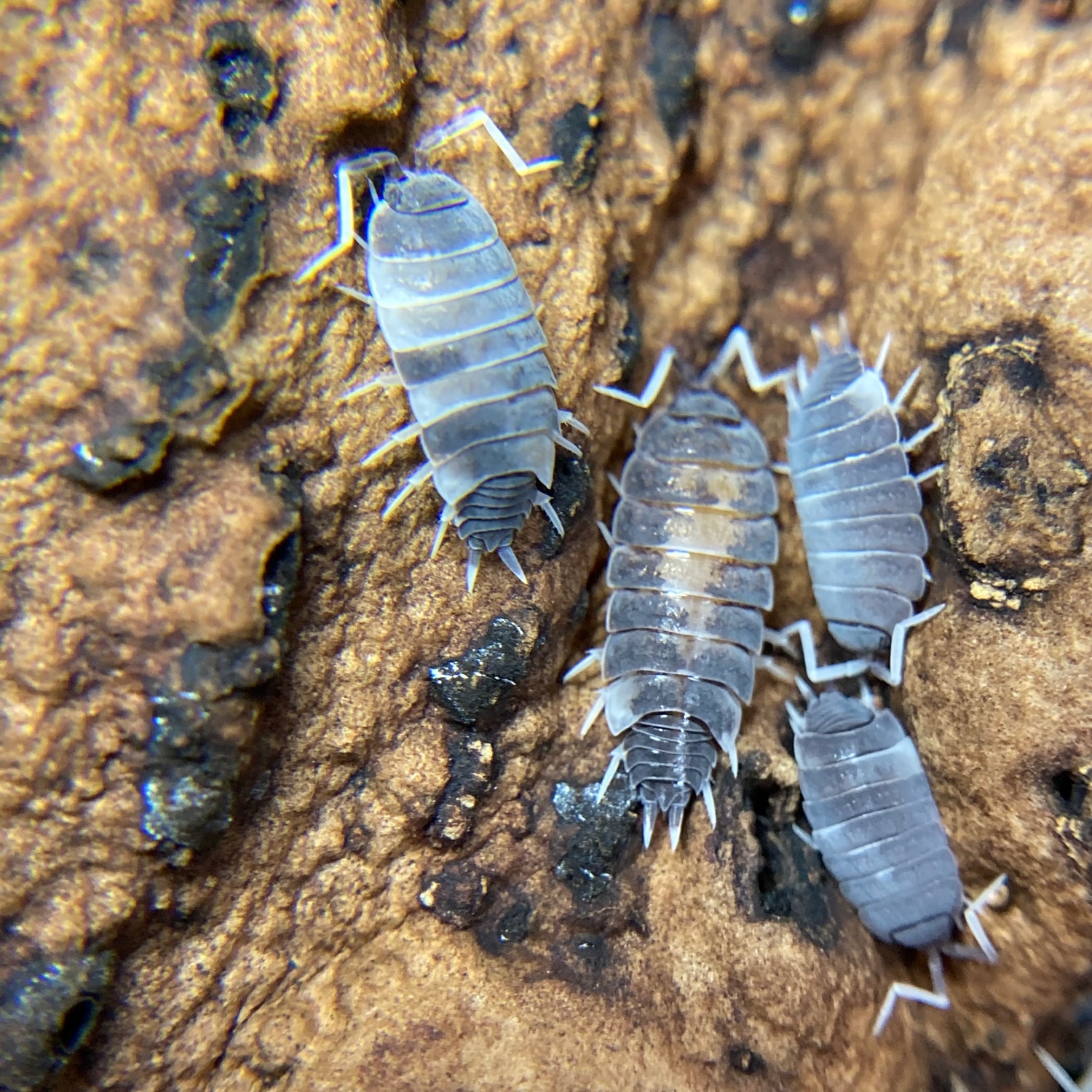 12+ Oreo Crumbles Porcellionides Pruinosus Isopod by Amphisbaena ...