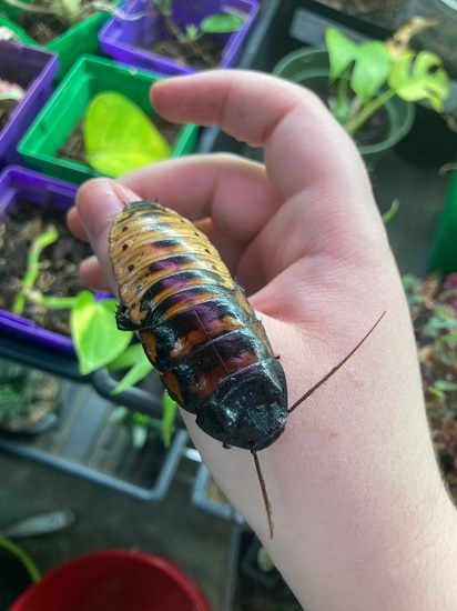 Tiger Hissing Cockroaches, Gromphadorhina Grandidieri Other ...