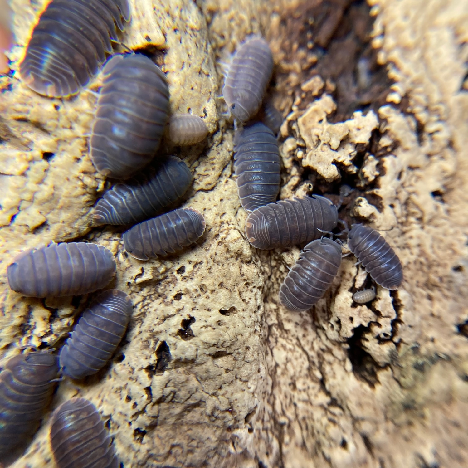 Cubaris Murina “Little Sea” 12+ Count Isopod by Amphisbaena Exotics ...