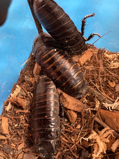 Hybrid Hissing Cockroaches/Hissers Other Invertebrate by Amphisbaena ...