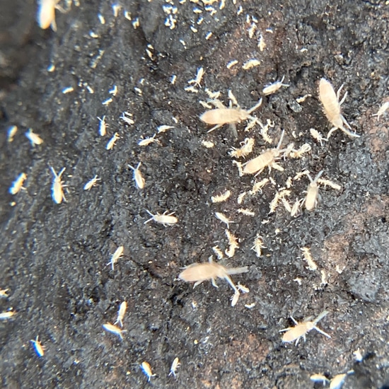 12oz Tropical Pink Springtails (Sinella Curviseta) Other Invertebrate ...