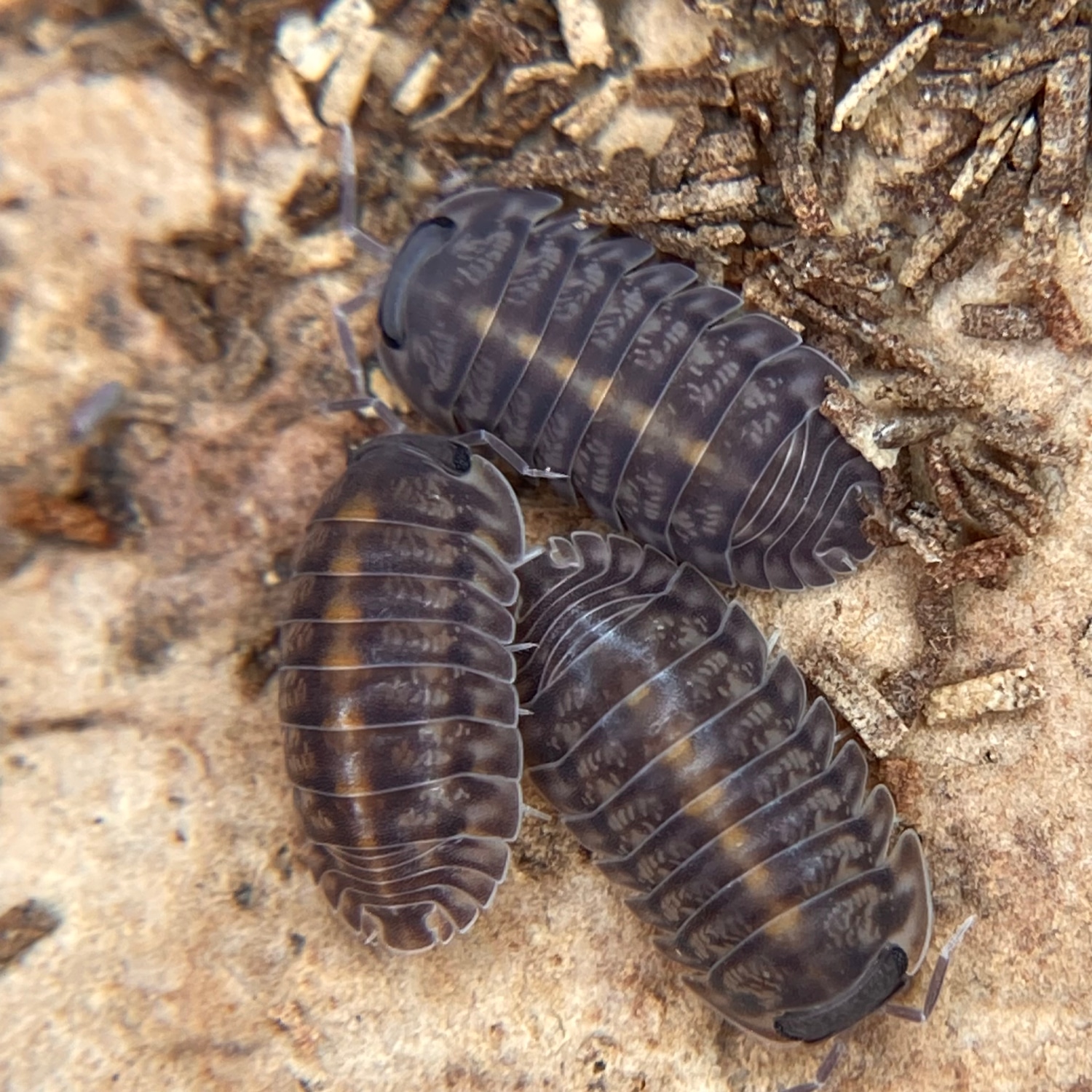 10+ Cubaris Sp. "Platin Tung Song Isopod by Amphisbaena Exotics ...